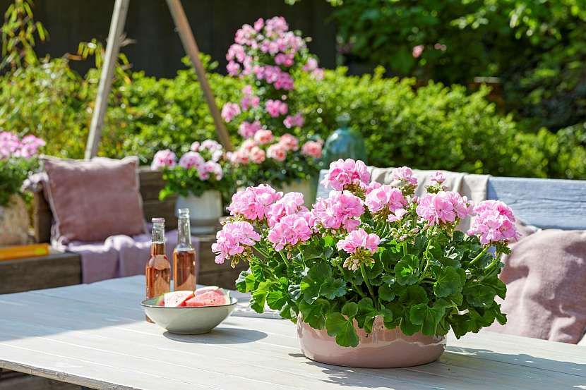 Letní atmosféra a veselá nálada: Stolní dekorace z muškátů | Prima nápady